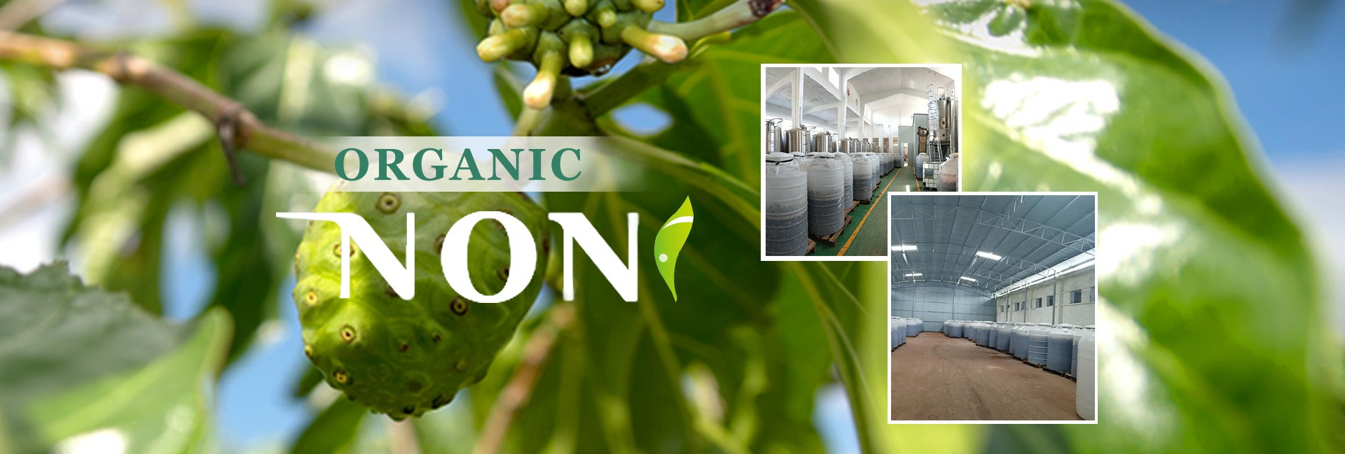 Noni USA market – WG Life